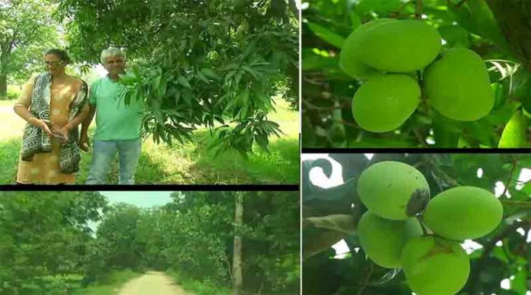 Rataul: इंदिरा से अटल तक यूपी के इस आम की खुशबु के थे मुरीद, पाकिस्तान ...