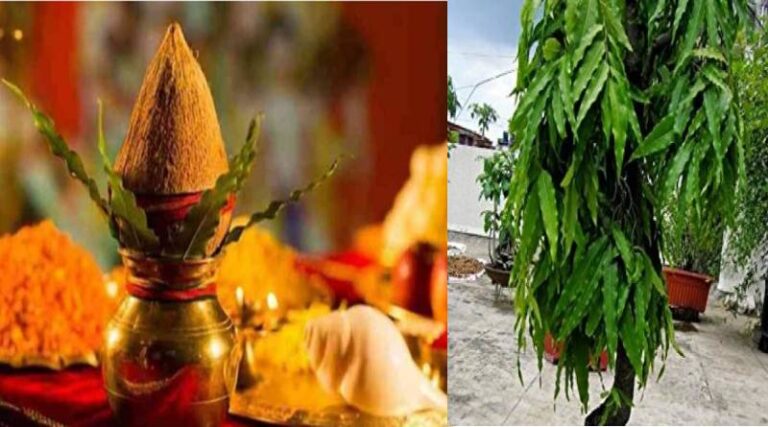 Ashok Ke Patte : कलश पर लगने वाले अशोक के पत्तों के हैं चमत्कारी उपाय ...